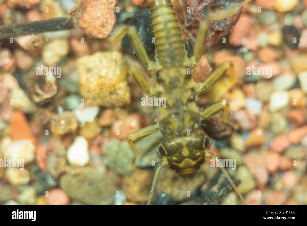 Willow fly larva Leuca fusca Stock Photo - Alamy
