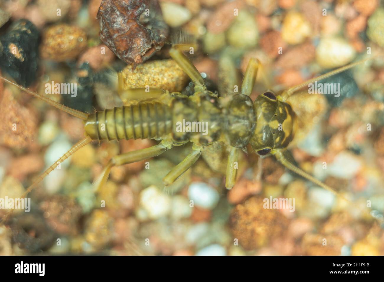 Willow fly larva Leuca fusca Stock Photo - Alamy