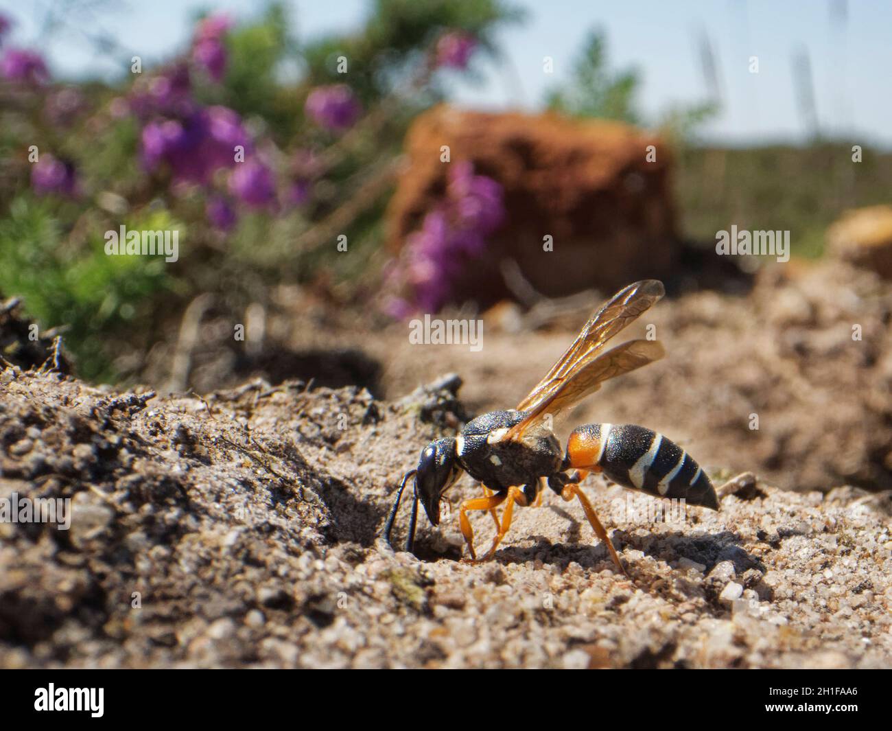 Mason wasp clay nest hi-res stock photography and images - Alamy
