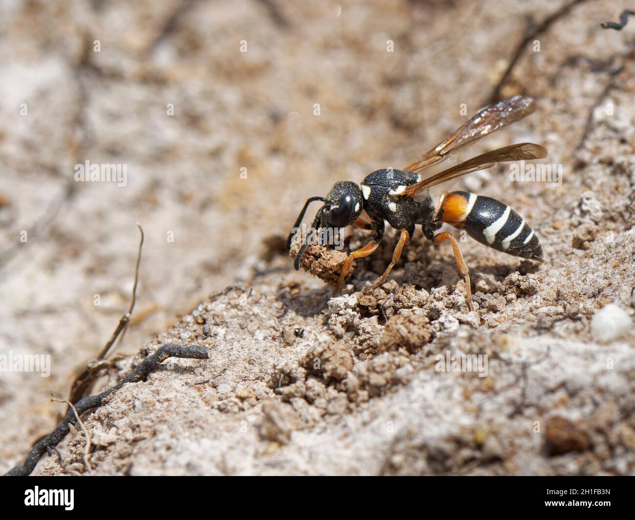 Building insects dorset hi-res stock photography and images - Alamy
