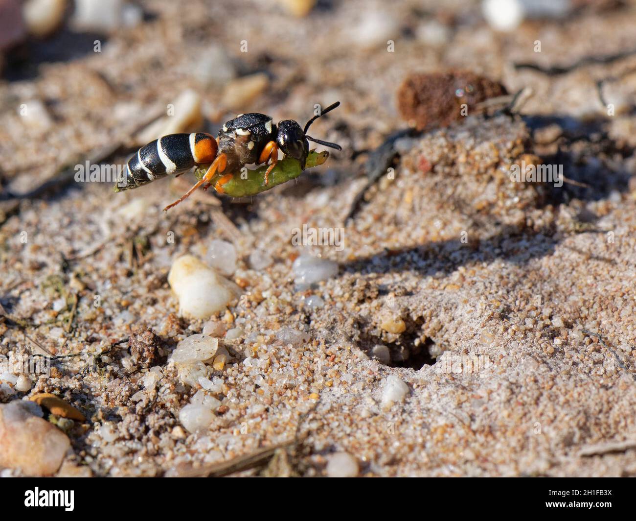Purbeck mason wasp (Pseudepipona herrichii) female flying to her burrow ...