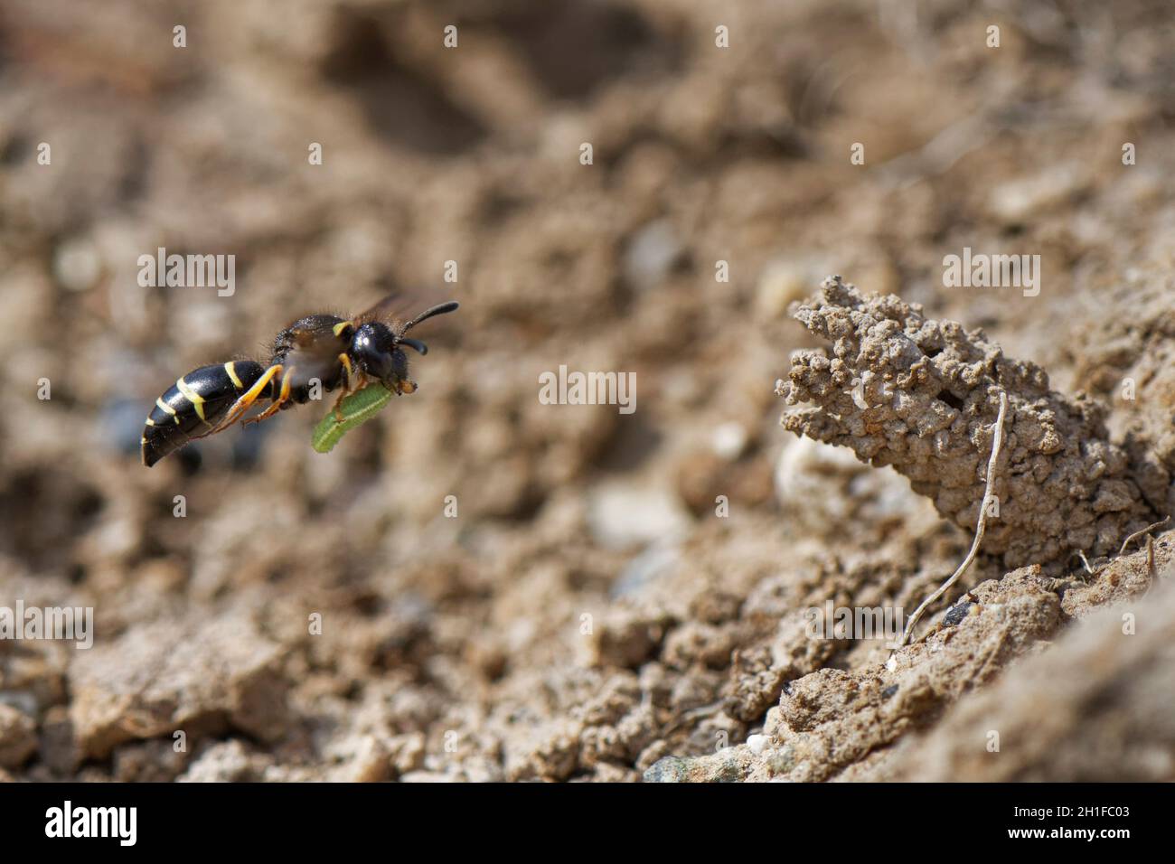 Spiny mason wasp (Odynerus spinipes) female flying to the ornate mud ...