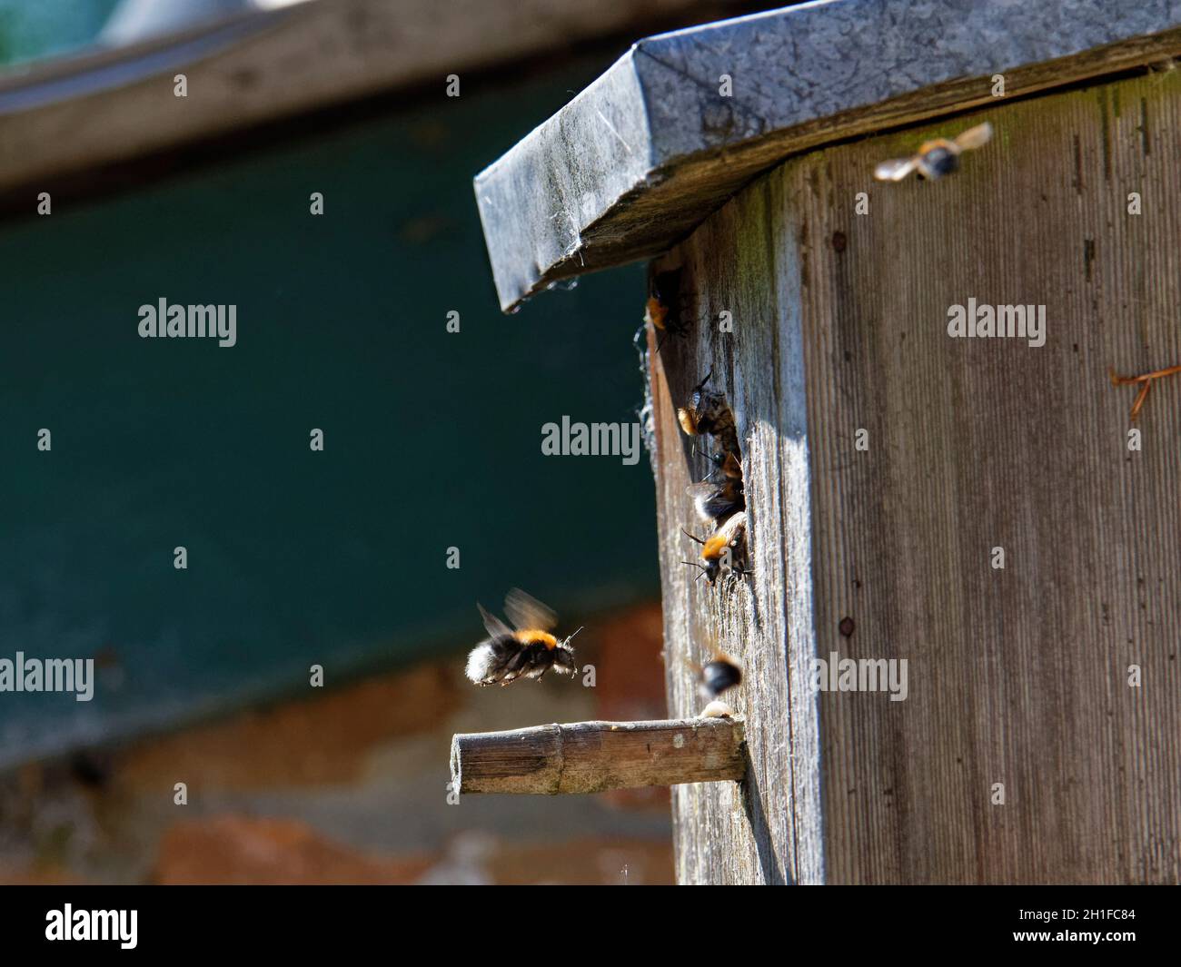 Tree bumblebee (Bombus hypnorum) flying back to its colony in a bird ...
