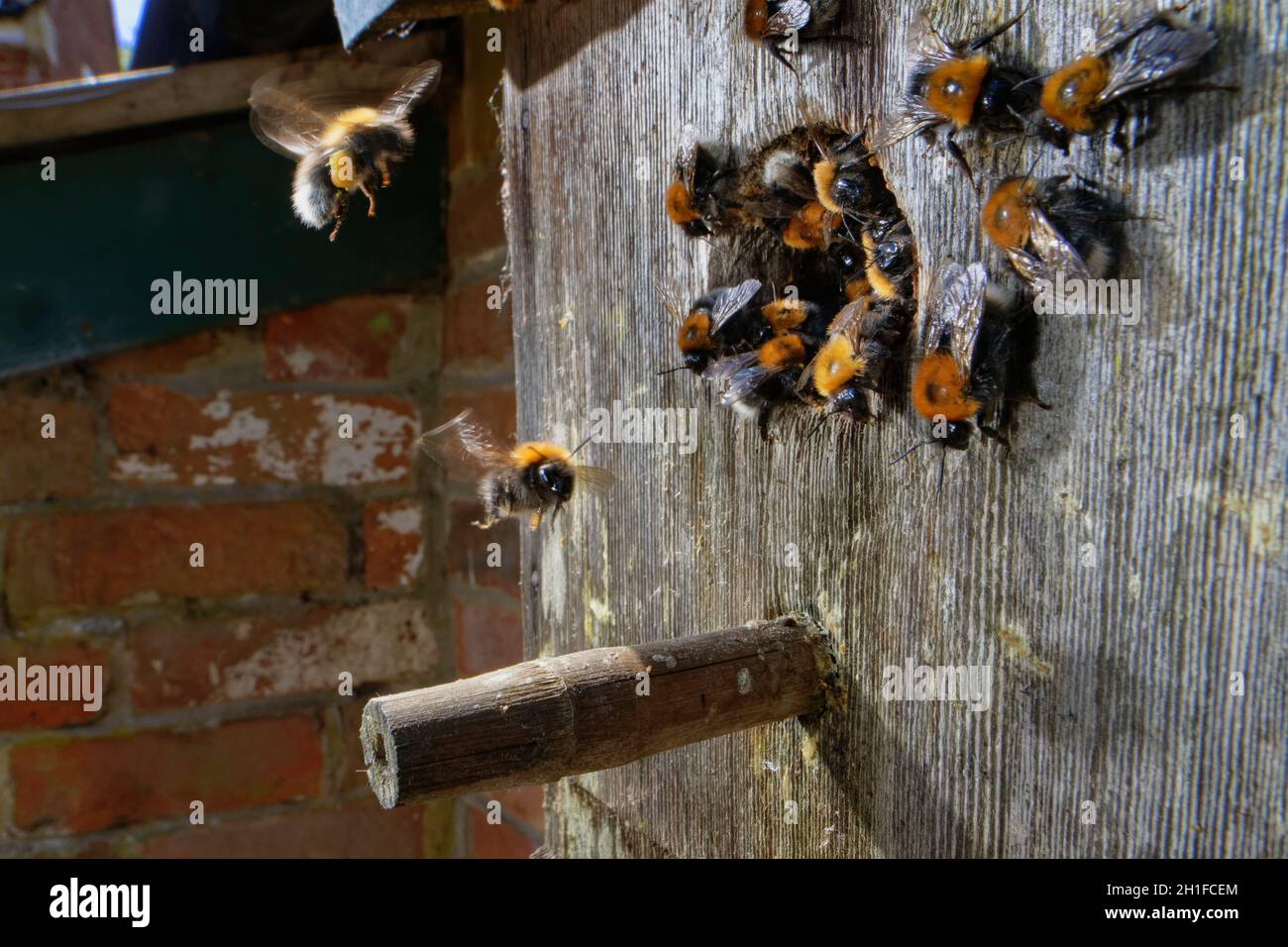 Tree bumblebees (Bombus hypnorum) coming and going from a bird nest box ...
