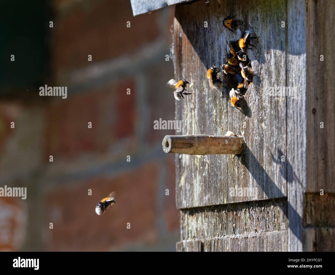 Tree bumblebees (Bombus hypnorum) flying to and from their colony in a ...