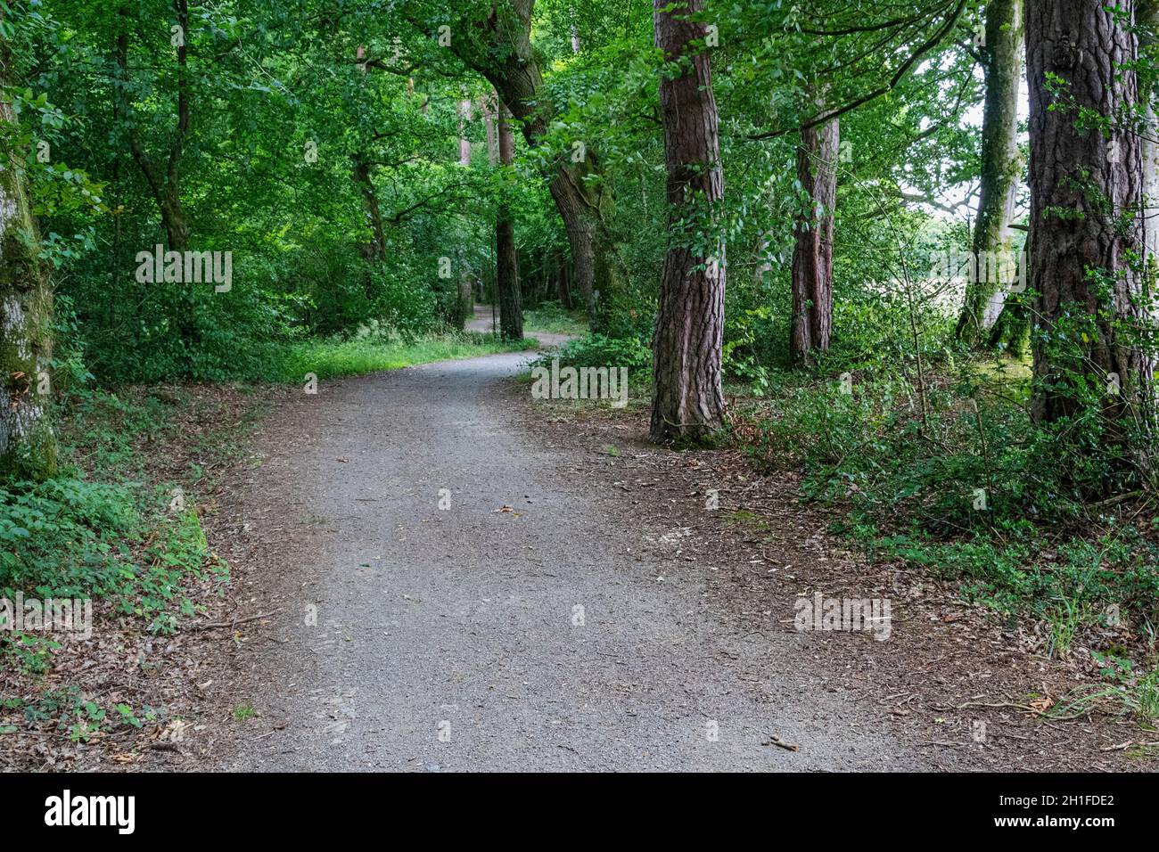 Summer, Tree Lined View of the Popular Tarka Trail Near Meeth - Looking ...