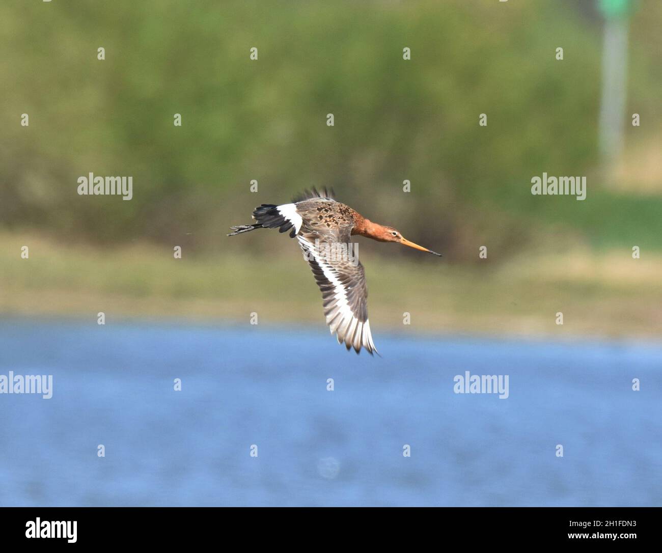Selective focus of a flying bar-tailed godwit against a blurred ...