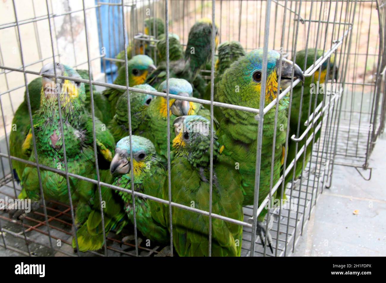 Wildlife smuggler hi-res stock photography and images - Alamy