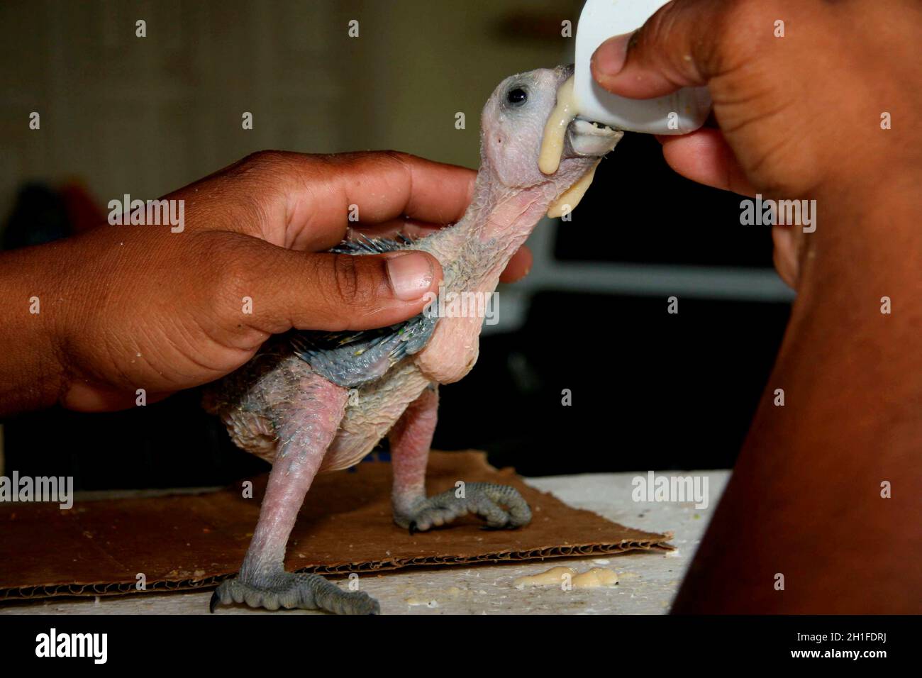 Blue Baby Operation High Resolution Stock Photography and Images - Alamy