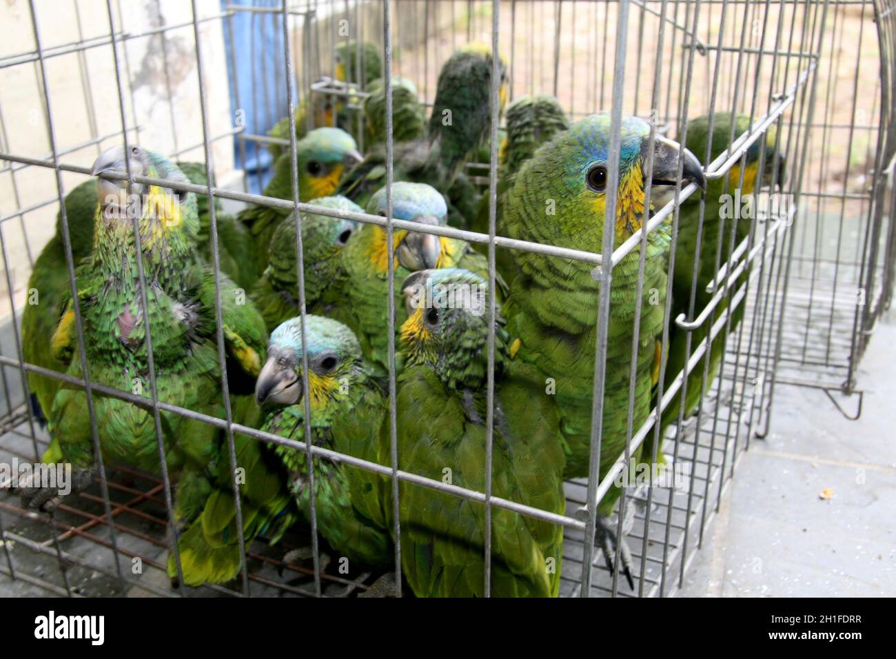 Police bird cage hi-res stock photography and images - Alamy