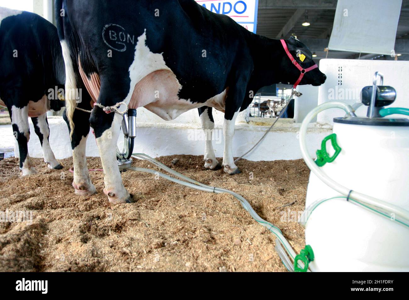 salvador, bahia / brazil - d3, 2014: Cowboy is seen doing mechanized ...