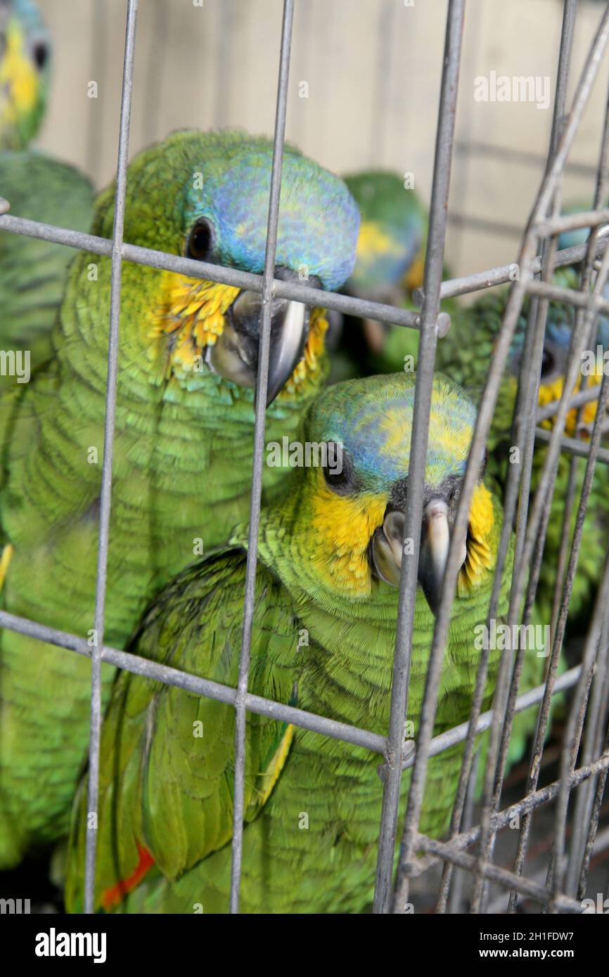 Baby parrots hi-res stock photography and images - Alamy