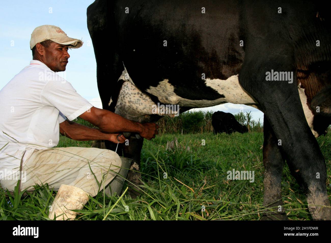 Woman milking cows dairy farm hi-res stock photography and images - Alamy