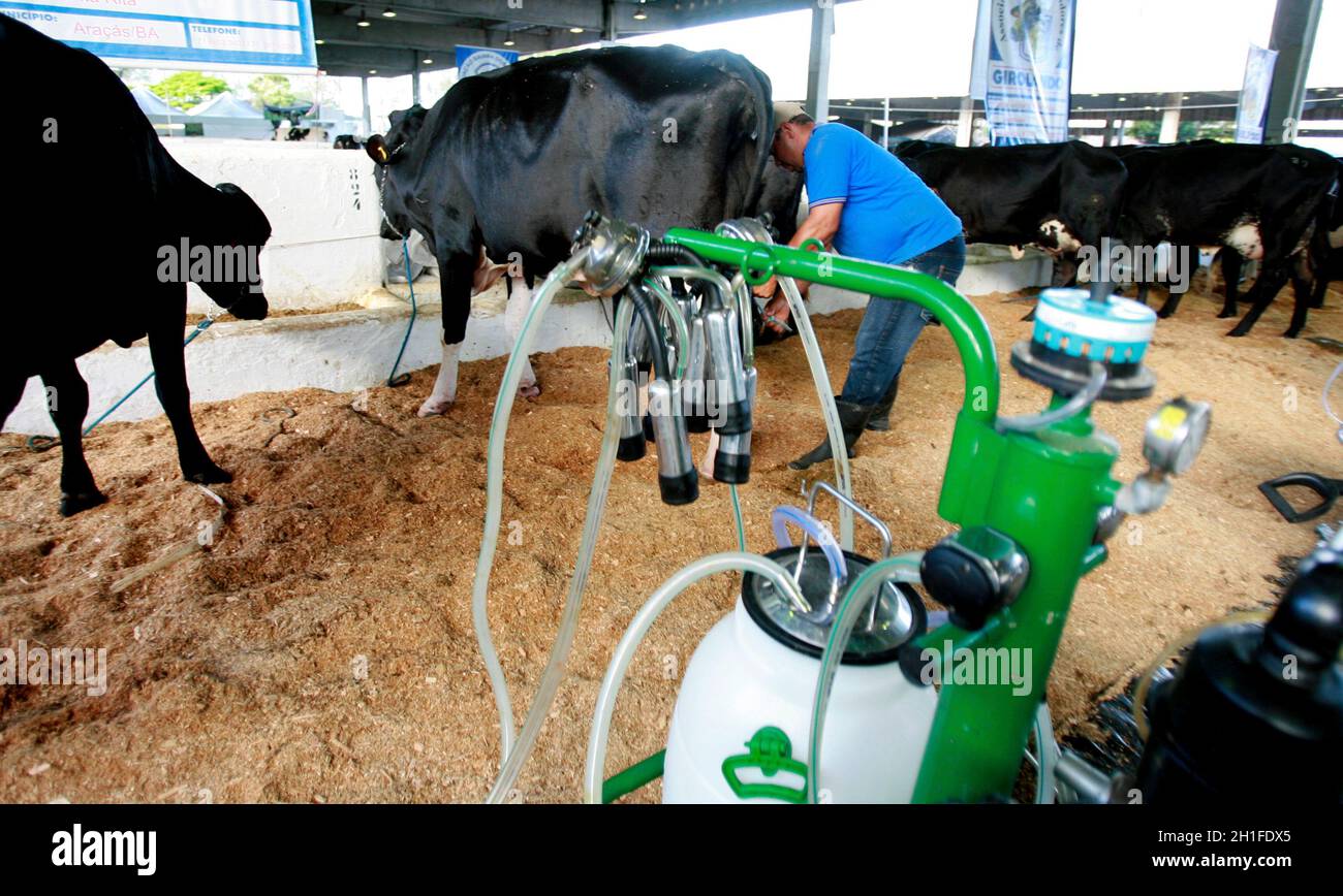 salvador, bahia / brazil - d3, 2014: Cowboy is seen doing mechanized ...