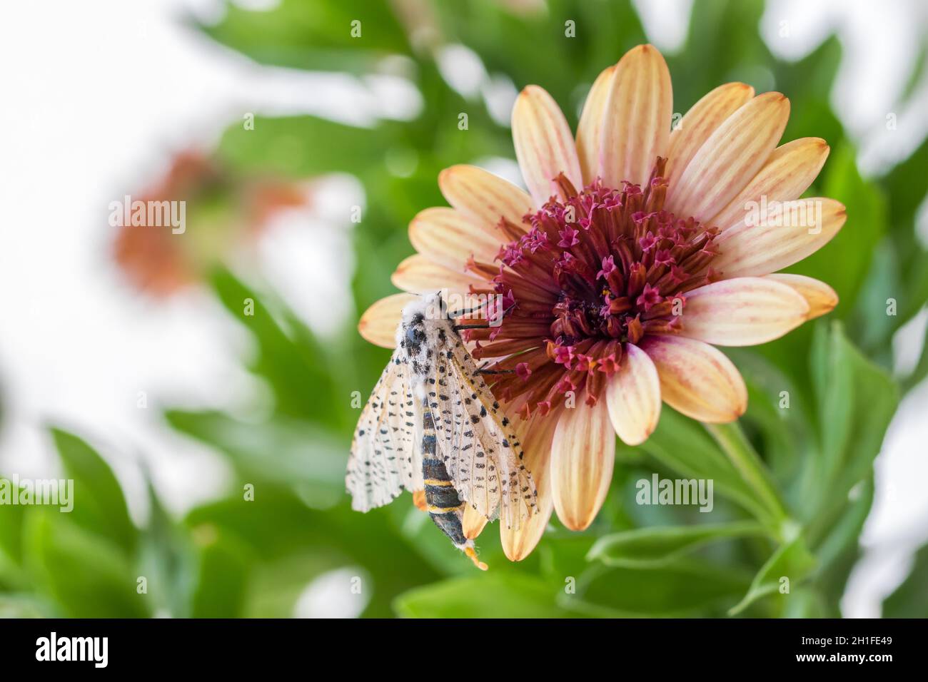Wood Leopard Moth, Zeuzera pyrina, white moth with black spots resting ...