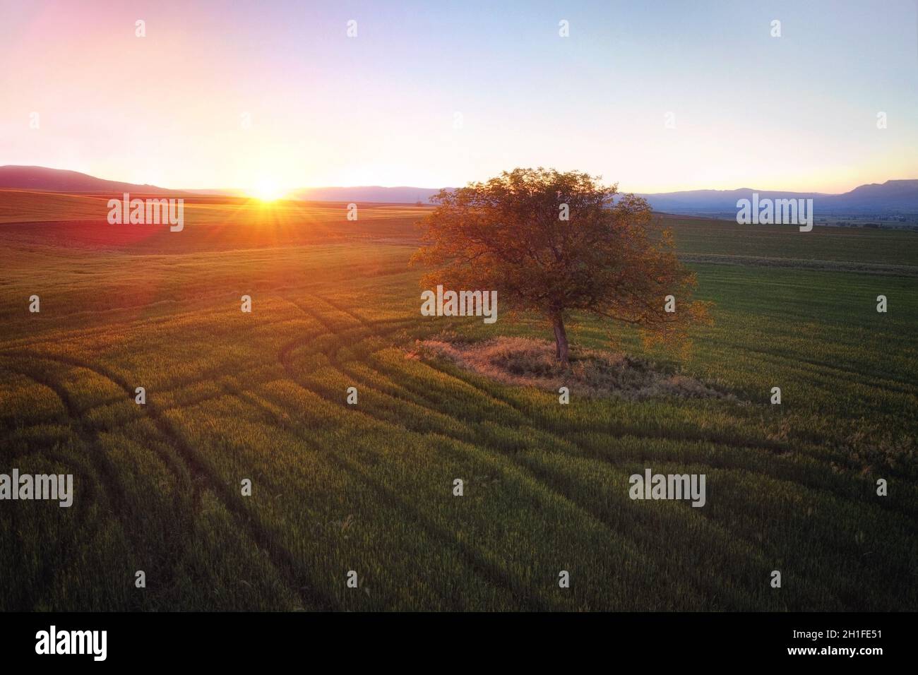 Beautiful aerial landscape of a lone tree at sunset Stock Photo - Alamy