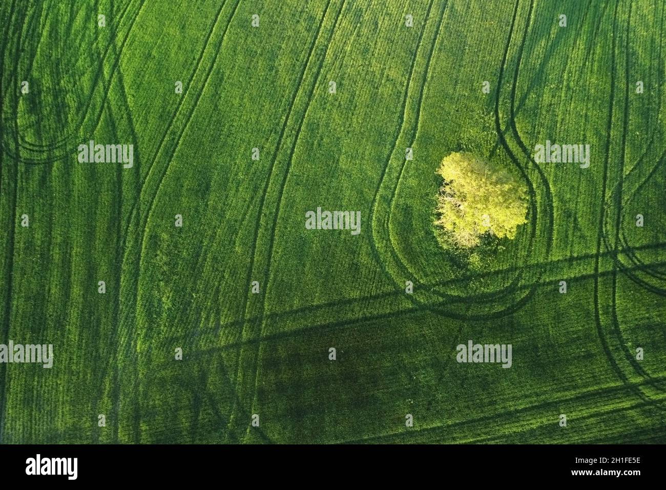 Lonely tree in agricultural field hi-res stock photography and images ...