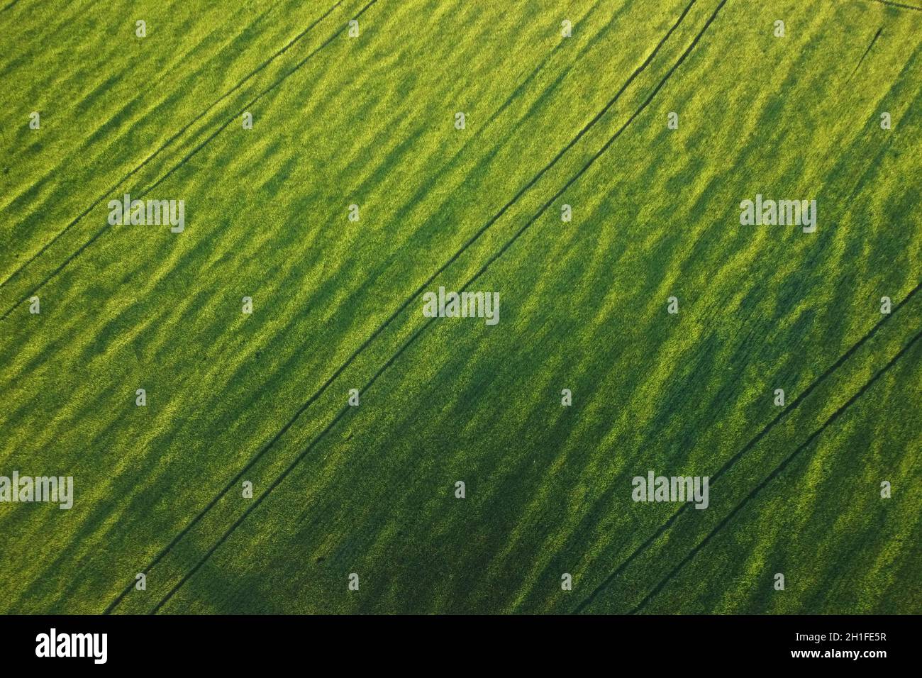 Aerial view of an agricultural field landscape, endless yellow field at ...