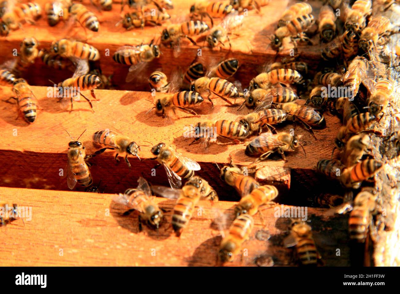 Urucu bee hi-res stock photography and images - Alamy