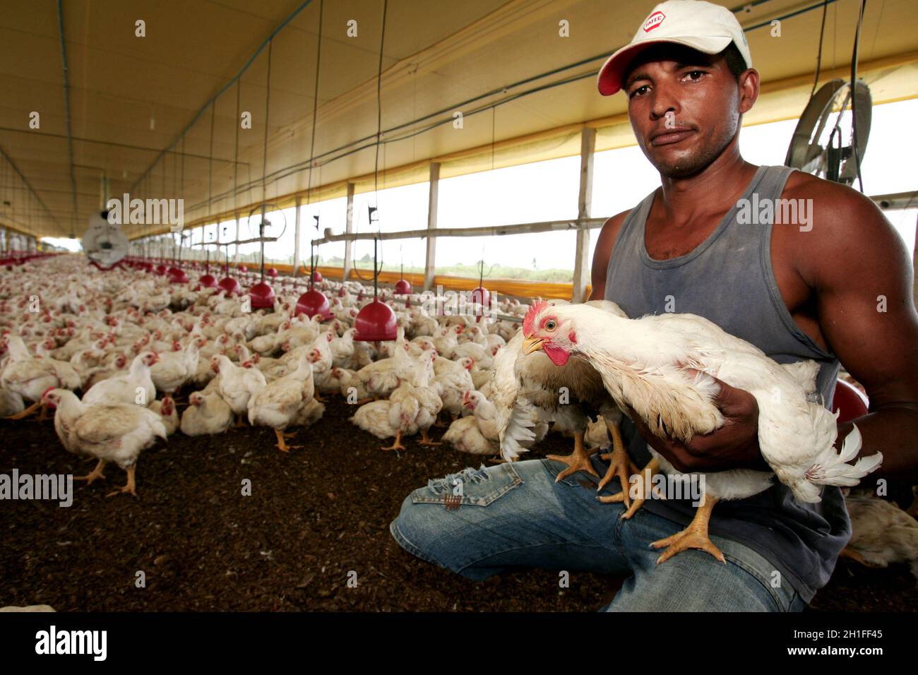 eunapolis, bahia / brazil - october 23, 2009: Raising chicken on a farm ...