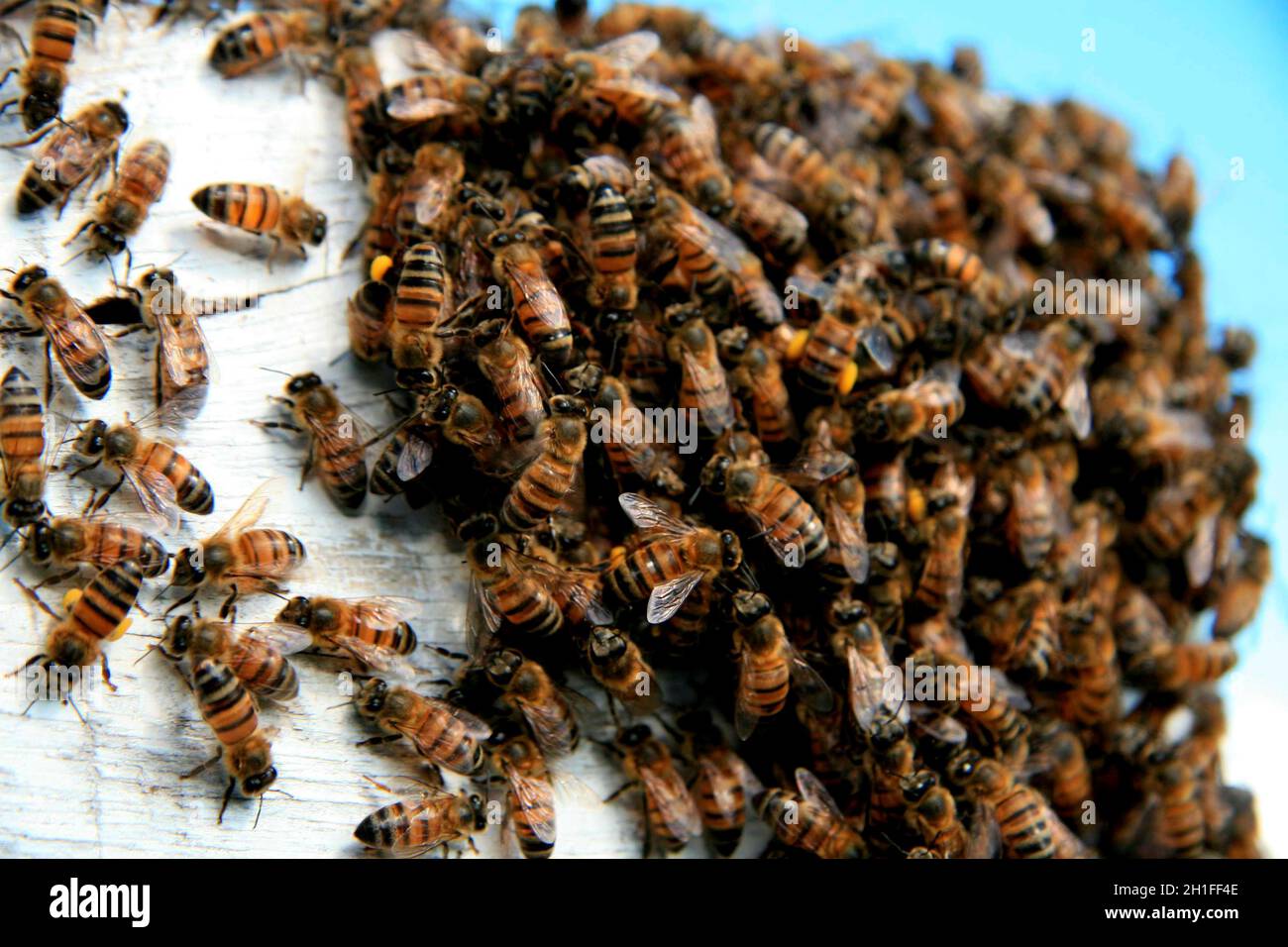 Italian honey bees hi-res stock photography and images - Alamy
