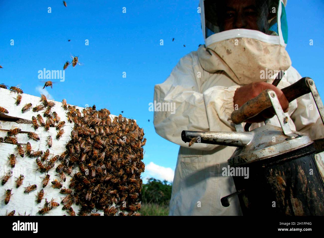 African bee hive hi-res stock photography and images - Alamy