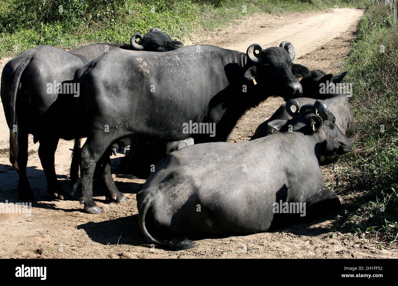 barra do rocha, bahia / brazil - August 10, 2011: buffalo breeding on a ...