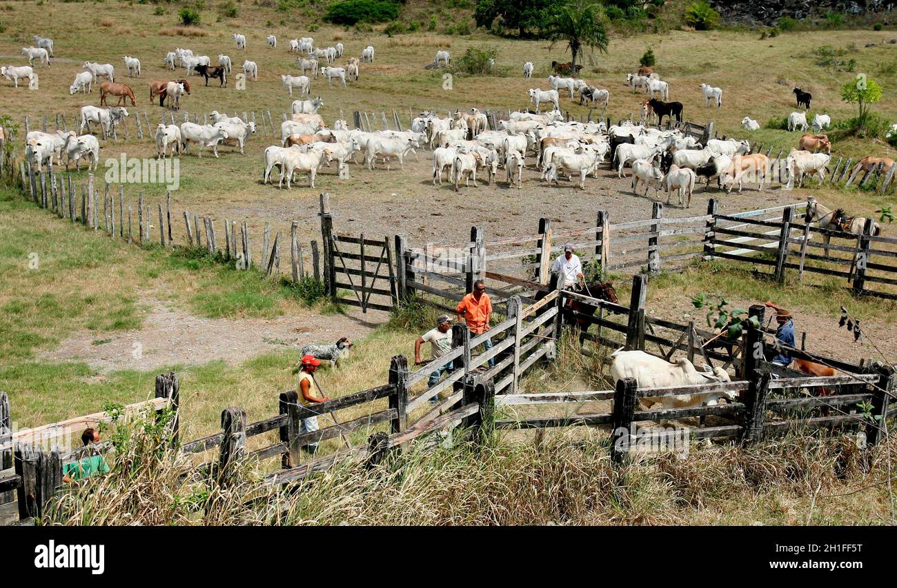 pau brazil, bahia / brazil - April 15, 2012: Cattle breeding is seen on ...