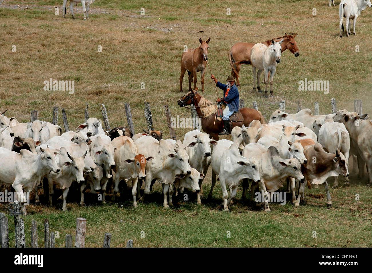 pau brazil, bahia / brazil - April 15, 2012: Cattle breeding is seen on ...