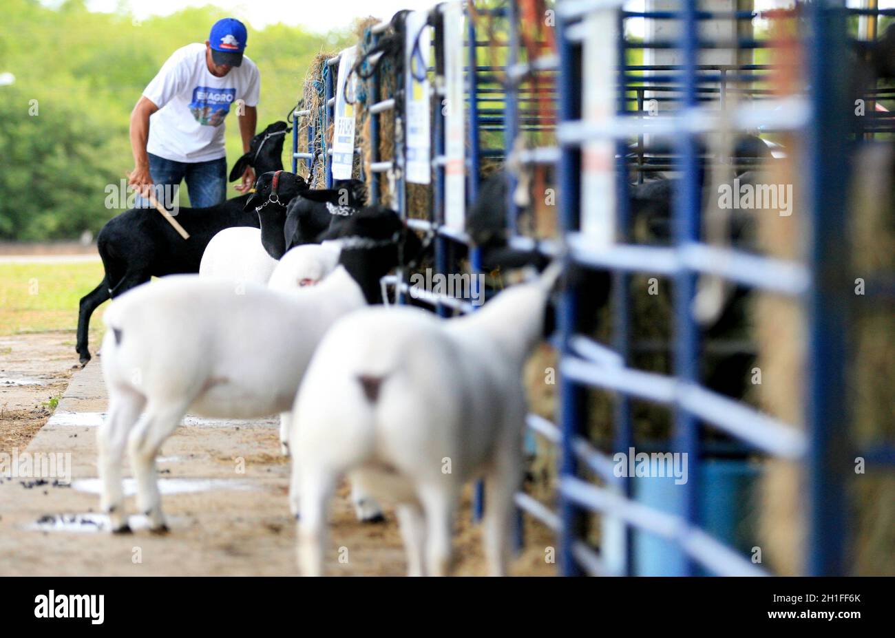 salvador, bahia / brazil - december 2, 2016: Sheep breeding is seen in ...