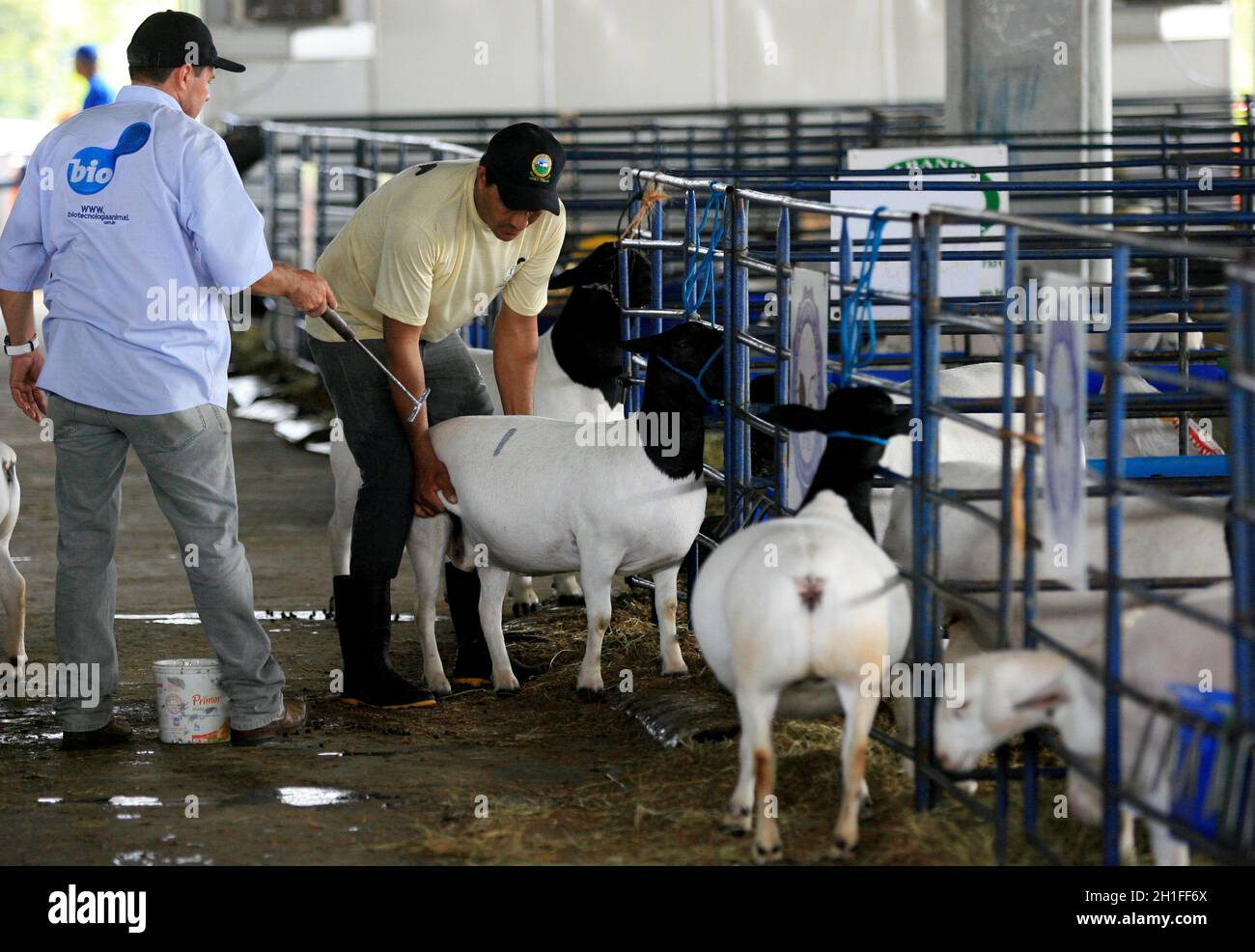salvador, bahia / brazil - december 2, 2016: Sheep breeding is seen in ...
