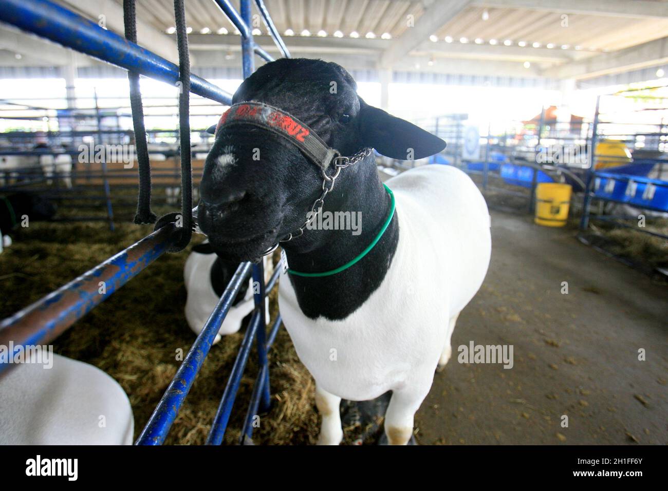 salvador, bahia / brazil - december 2, 2016: Sheep breeding is seen in ...