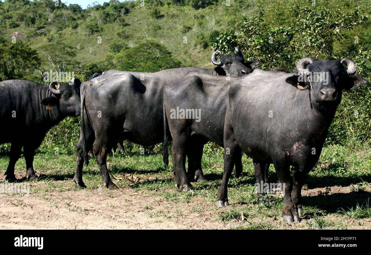Buffalo city local municipality hi-res stock photography and images - Alamy