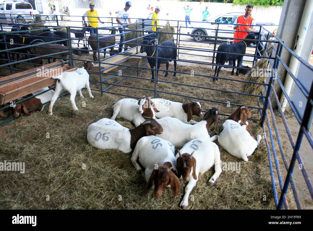 salvador, bahia / brazil - december 2, 2016: Sheep breeding is seen in ...
