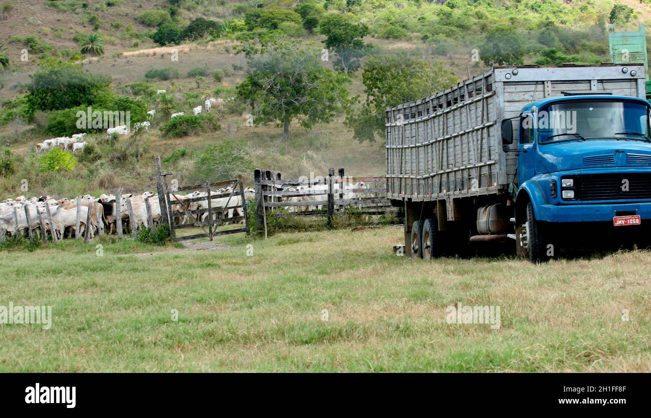 pau brazil, bahia / brazil - April 15, 2012: Cattle transport truck is ...