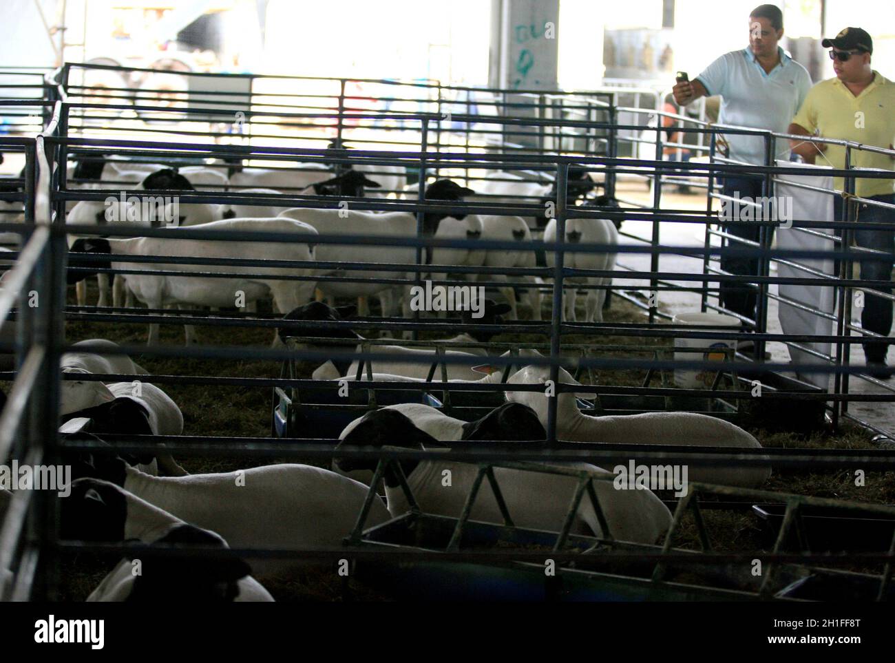 salvador, bahia / brazil - december 2, 2016: Sheep breeding is seen in ...