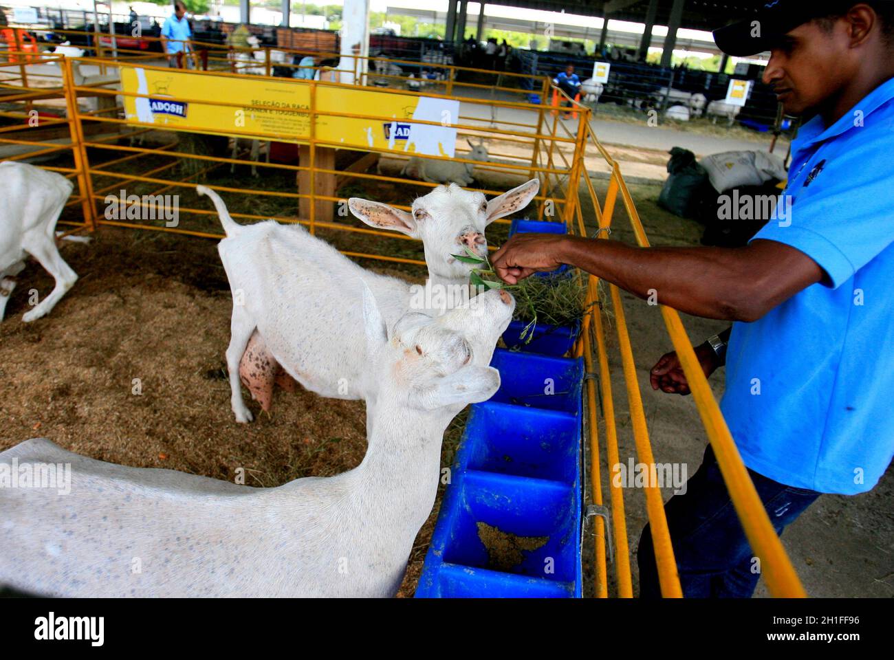 Goat rearing hi-res stock photography and images - Alamy