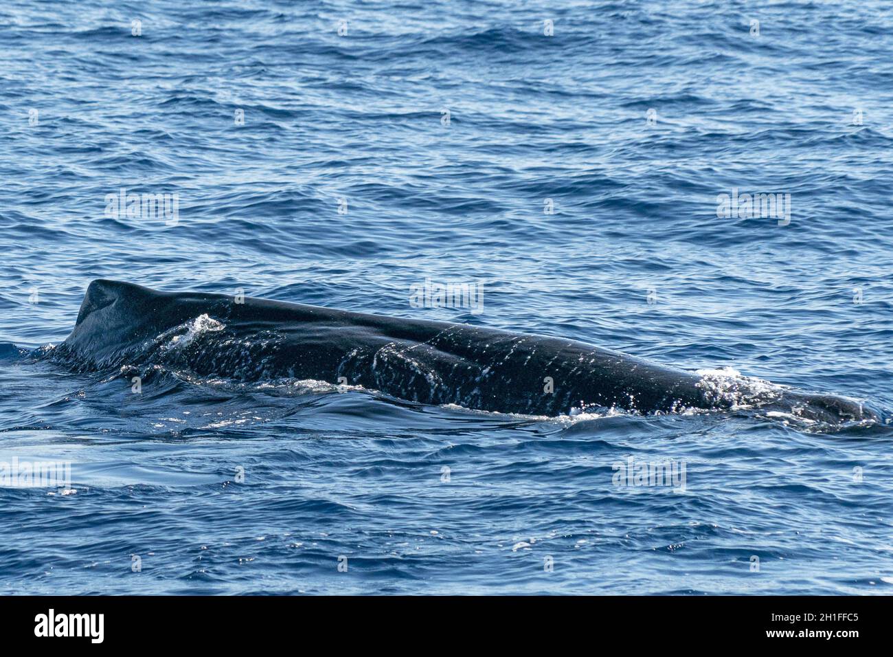 Sperm Whale at sunset close up Stock Photo - Alamy