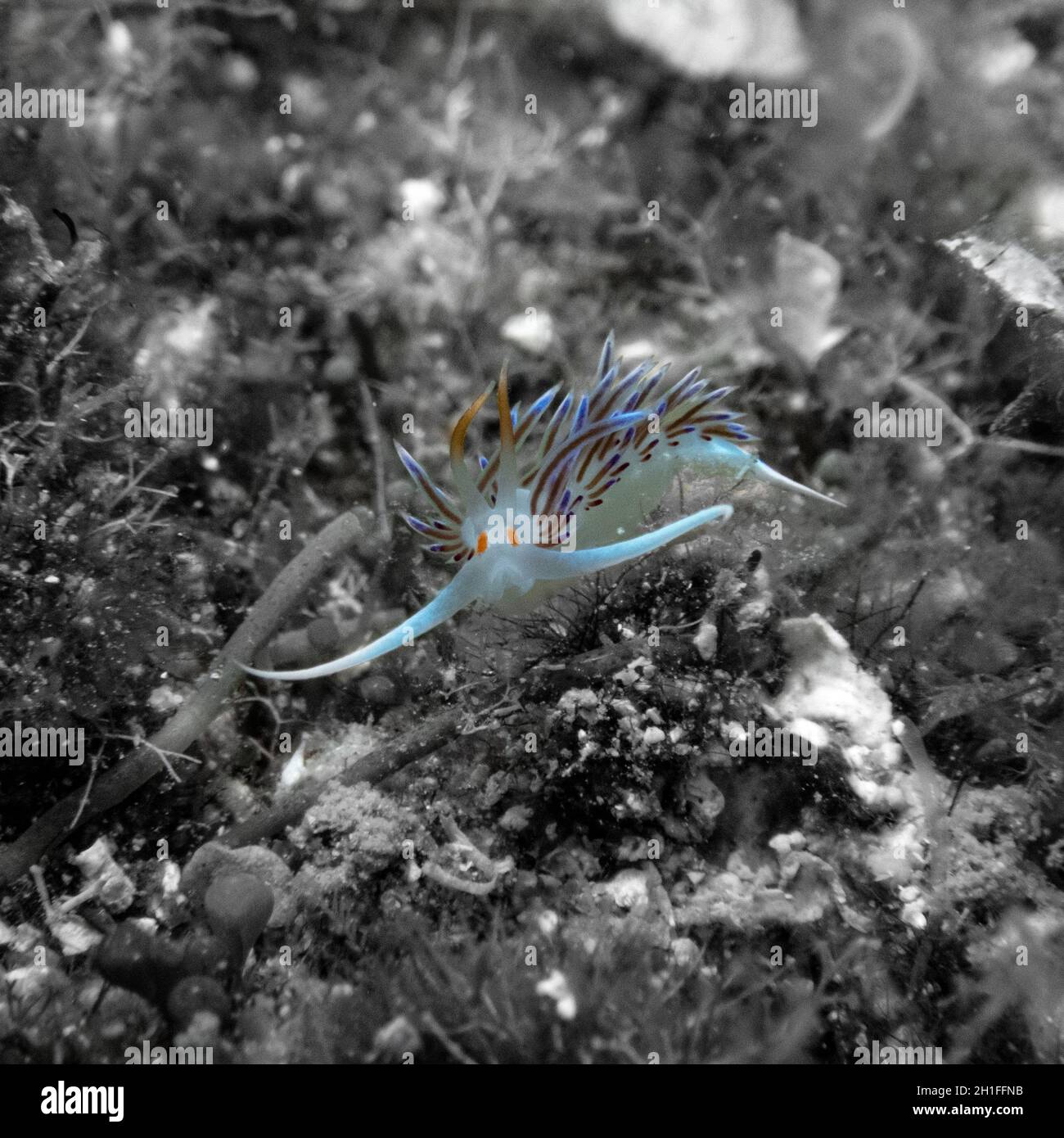 Closeup of a sea creature Stock Photo - Alamy