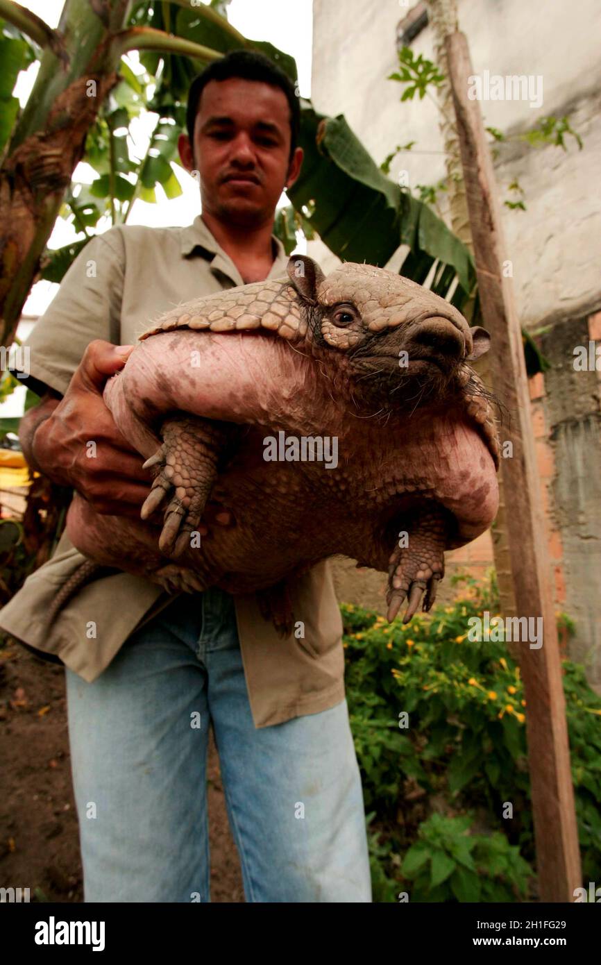 Armadillo in hands hi-res stock photography and images - Alamy