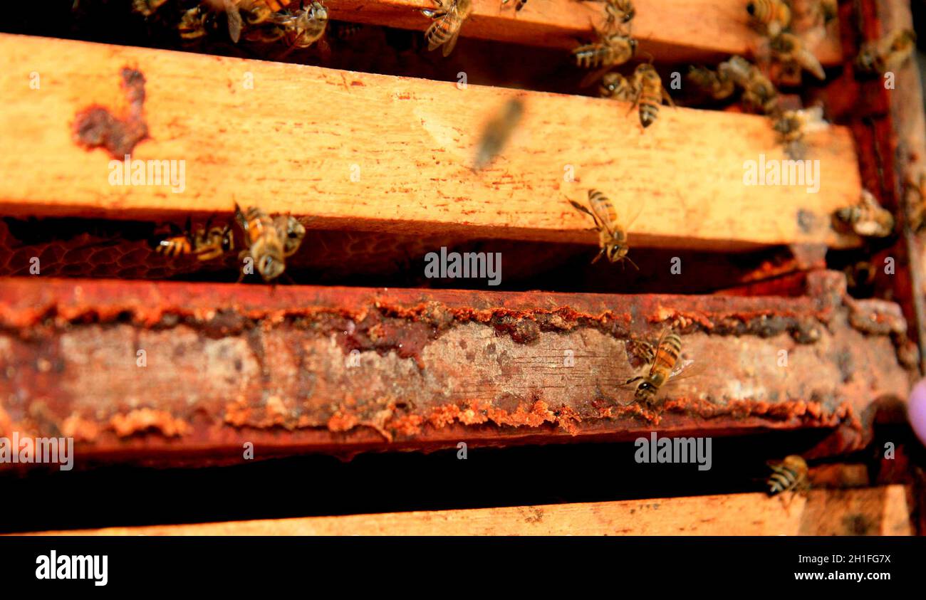 Urucu bee hi-res stock photography and images - Alamy