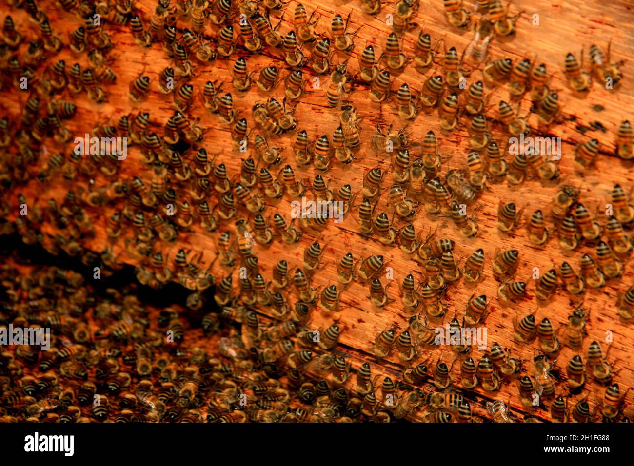 eunapolis, bahia / brazil - may 11, 2009: Bees are seen in a beehive in ...
