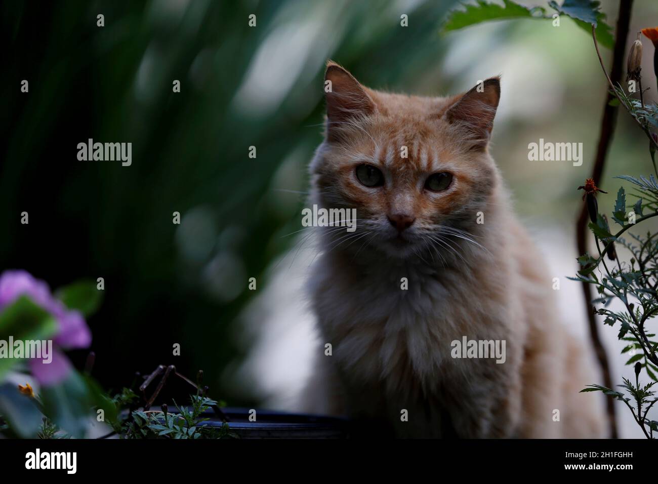 salvador, bahia / brazil - august 16, 2018: Cat is seen in a public ...