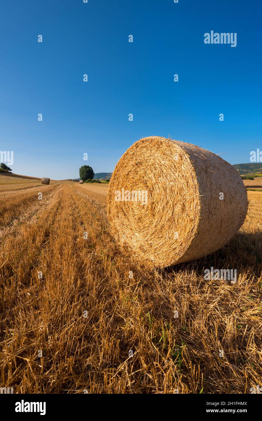 hay bail harvesting in golden field landscape Stock Photo - Alamy