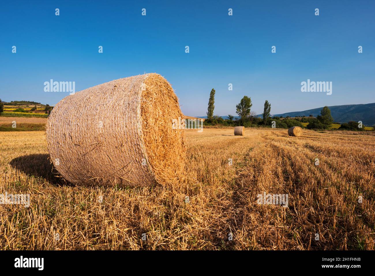Golden field of hay hi-res stock photography and images - Alamy