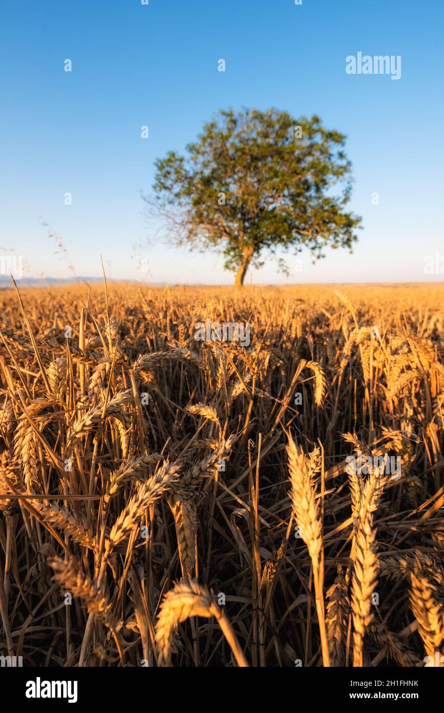 Tree and golden wheat field at sunset Stock Photo - Alamy