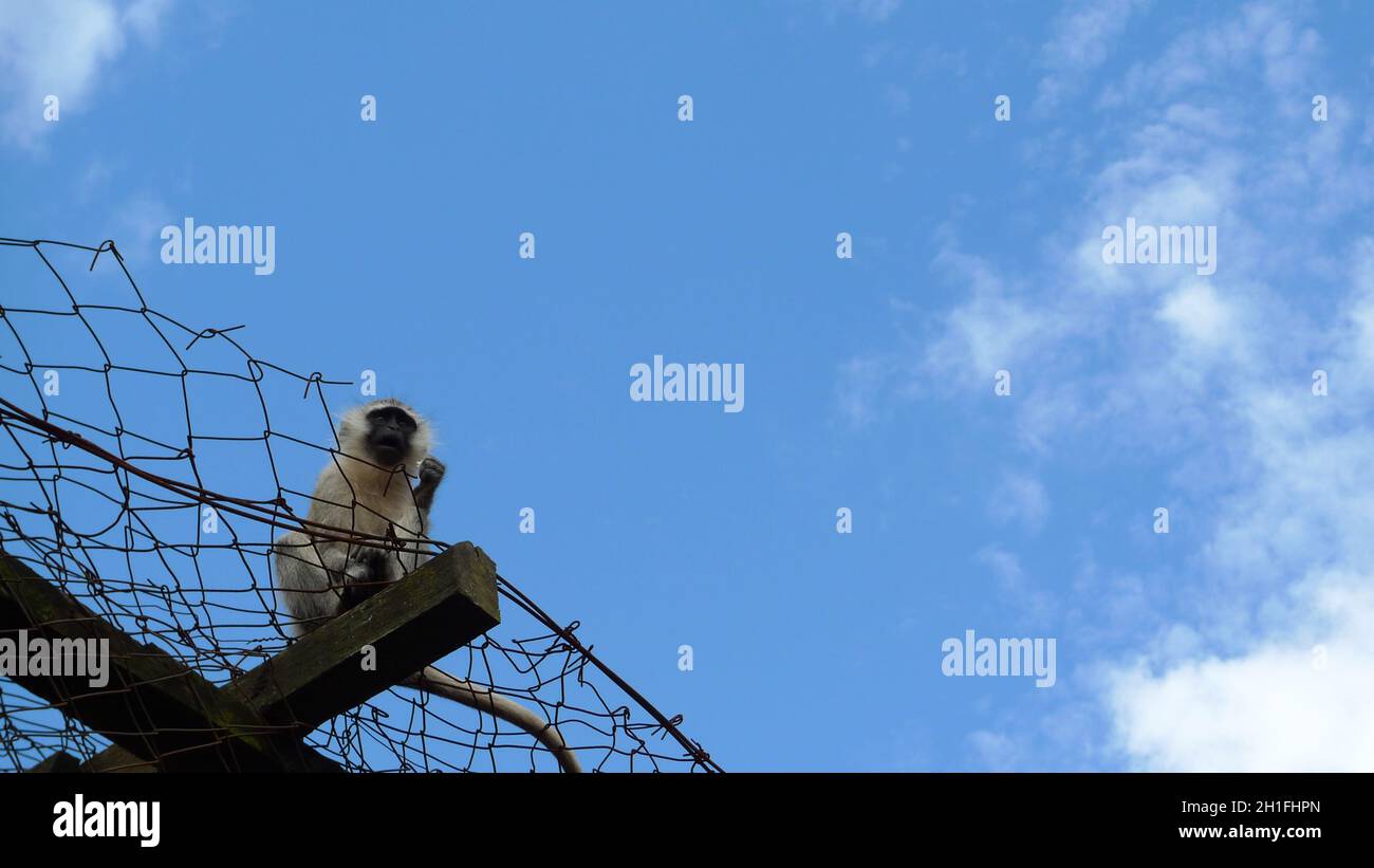 Monkey on a wire hi-res stock photography and images - Alamy