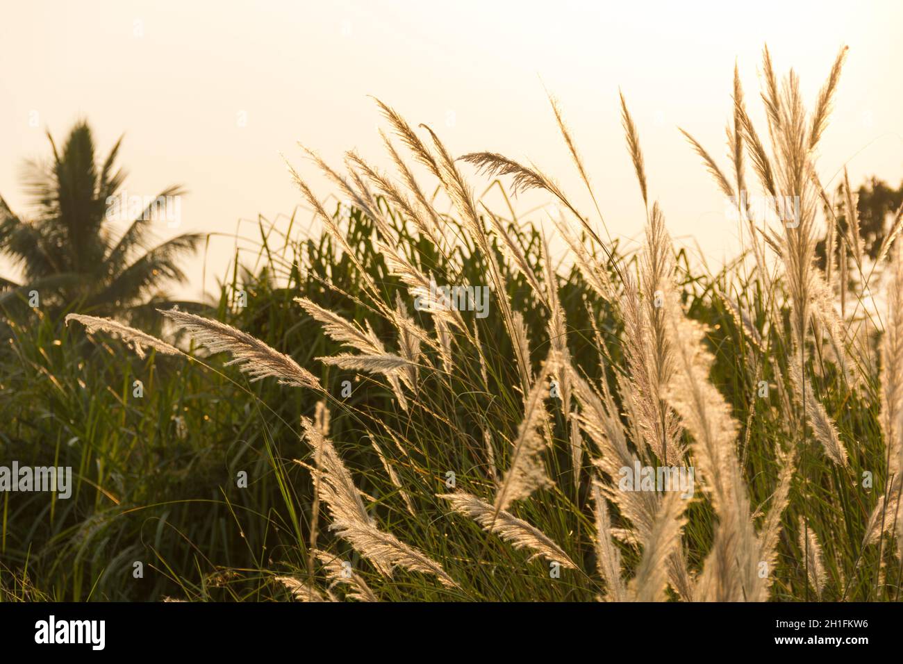 Pampas grass field at sunset by Kaveri River in Mysore, Karnataka ...