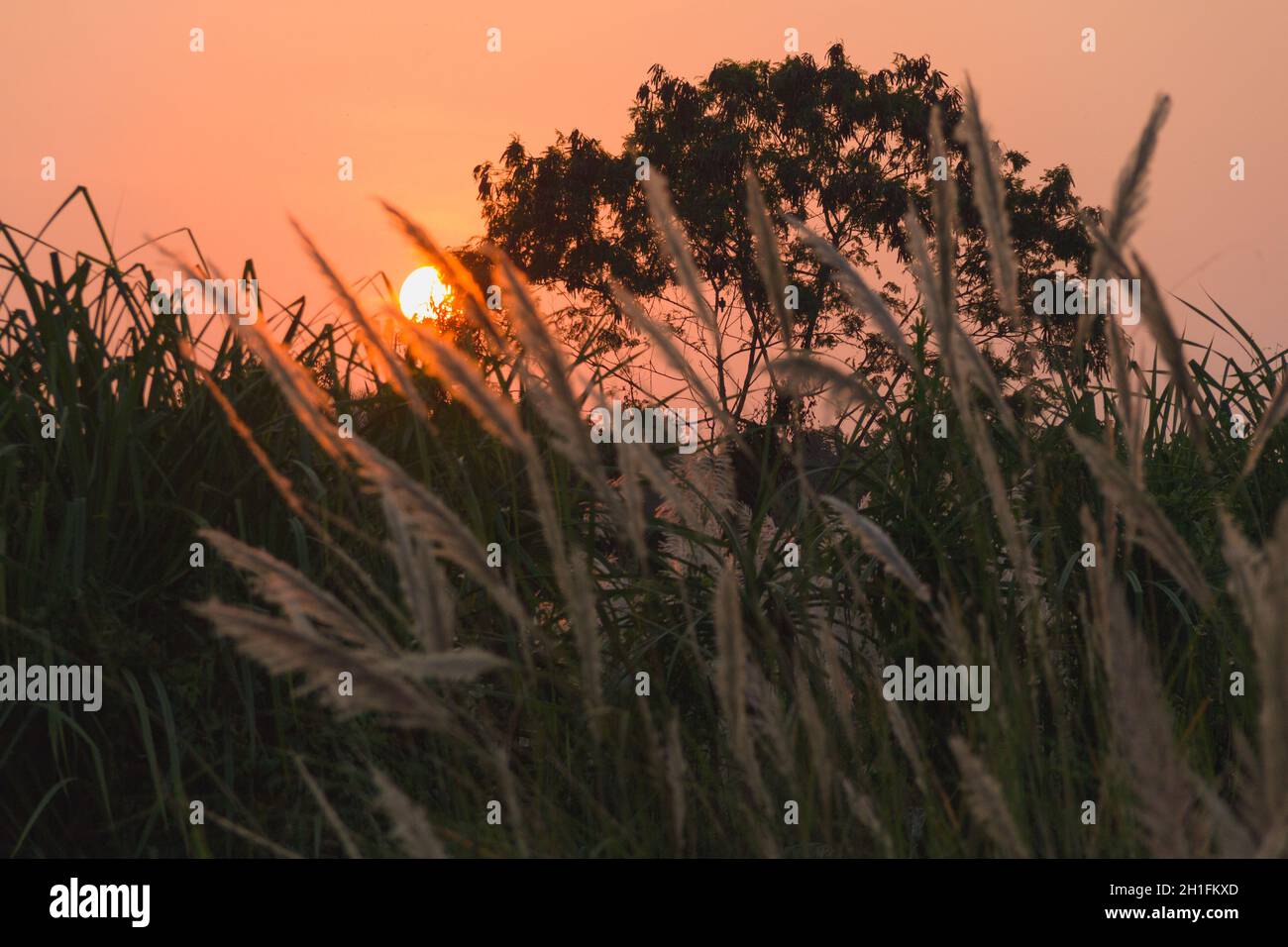 Pampas grass field at sunset by Kaveri River in Mysore, Karnataka ...
