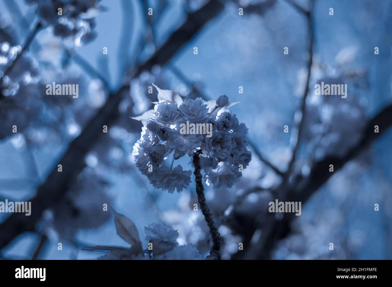 Floral dark blue nature hi-res stock photography and images - Alamy